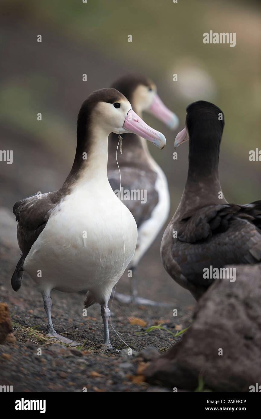 Short tailed albatross (Phoebastria albatrus) subadults courting, one ...