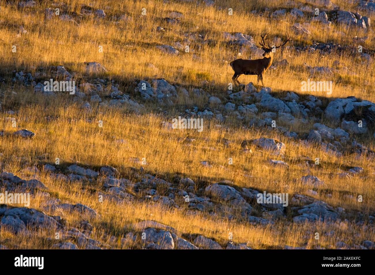 Red deer (Cervus elaphus) stag during the rut. Central Apennines ...