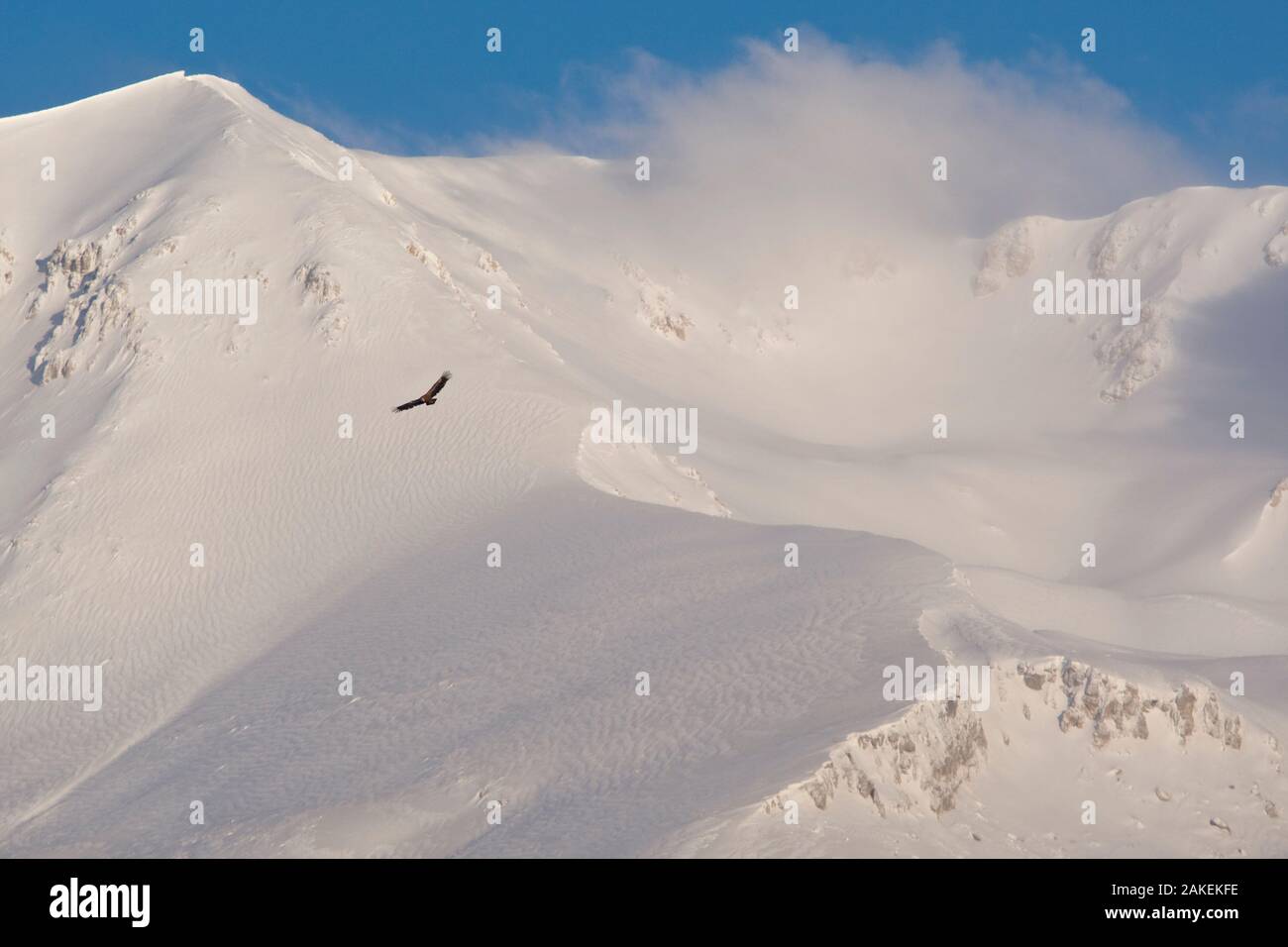 Animals of the apennines hi-res stock photography and images - Alamy