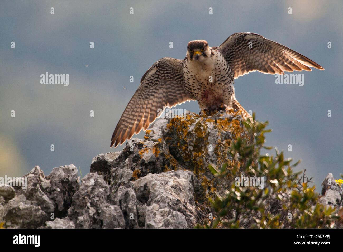 European Lanner falcon (Falco biarmicus feldeggi) adult male landing on ...