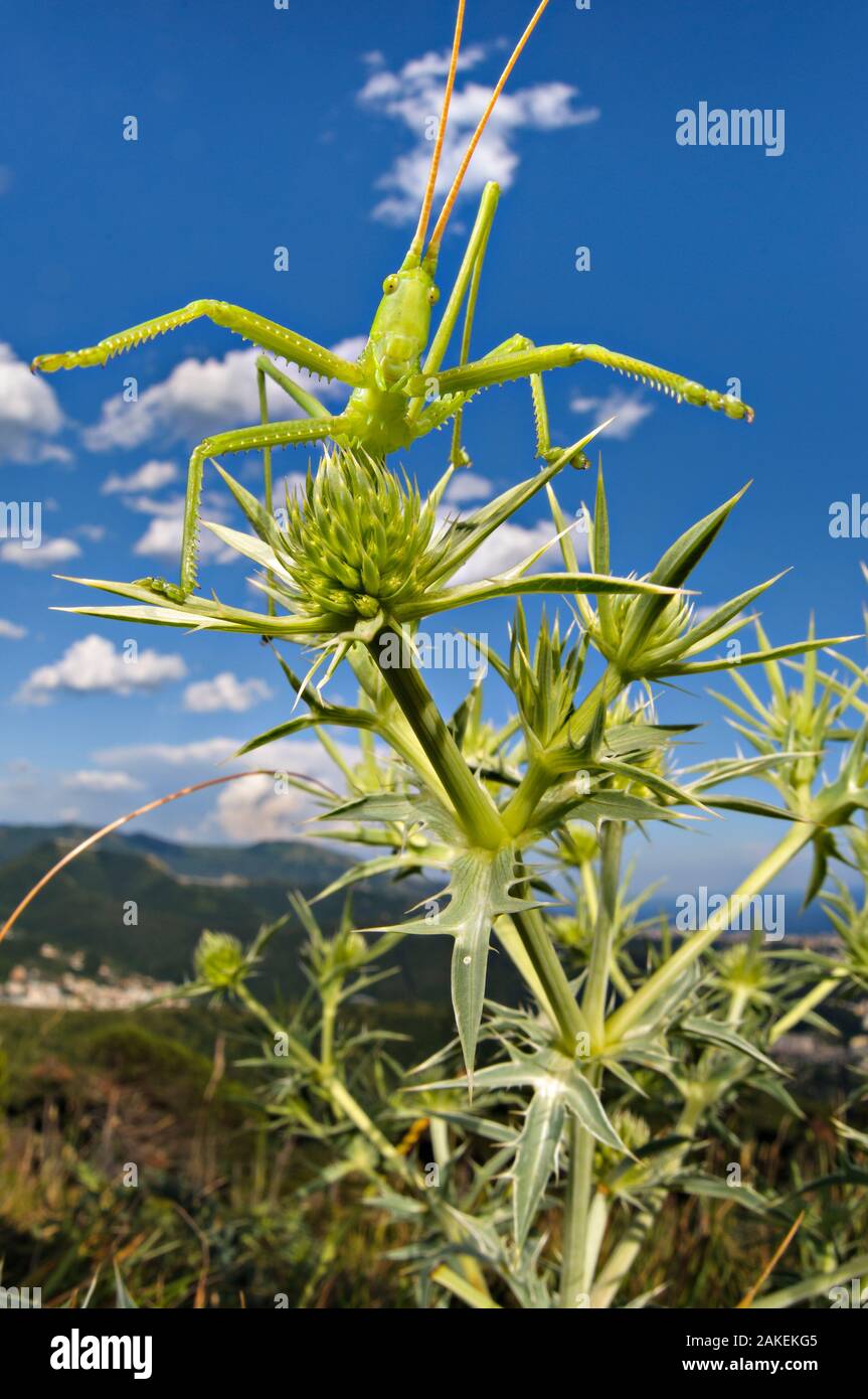 Predatory bush cricket (Saga pedo) waiting for prey on Eryngium, Italy ...
