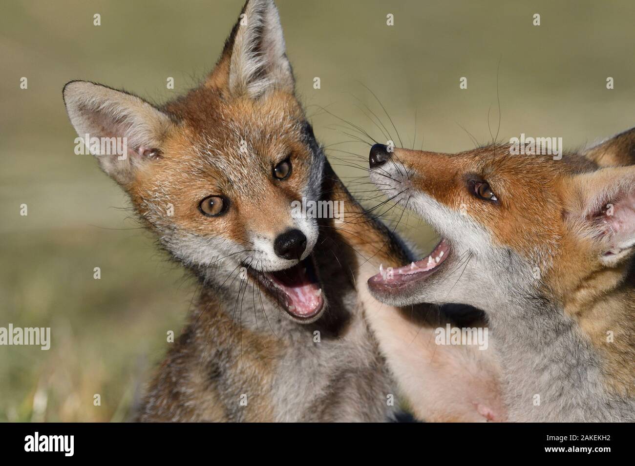 Red Fox Pups Playing Vulpes Stock Photos & Red Fox Pups Playing Vulpes ...