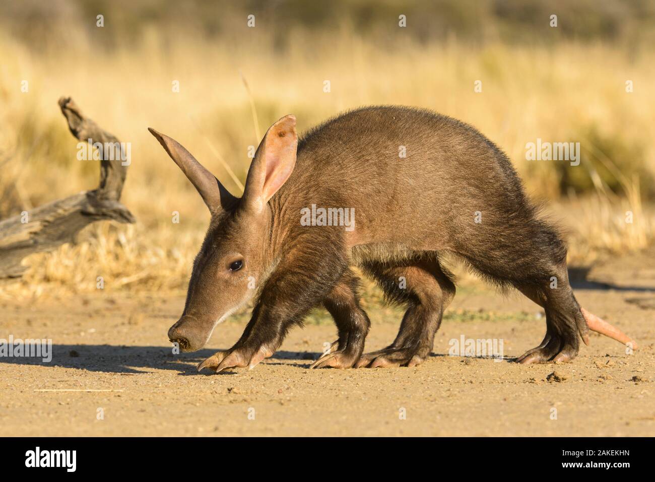 Antbear hi-res stock photography and images - Alamy