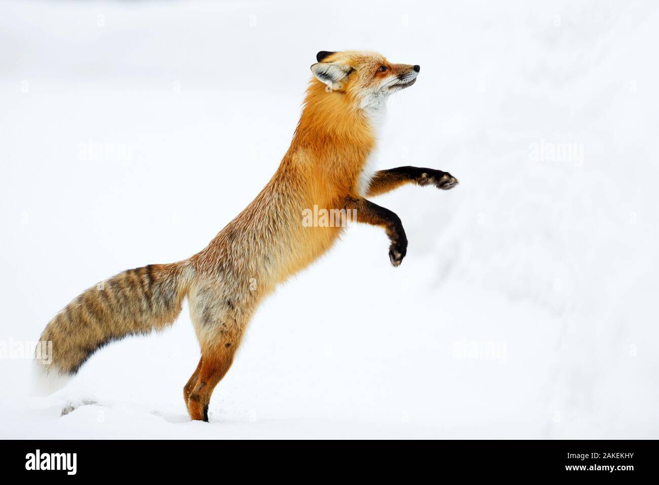Red Fox Pouncing