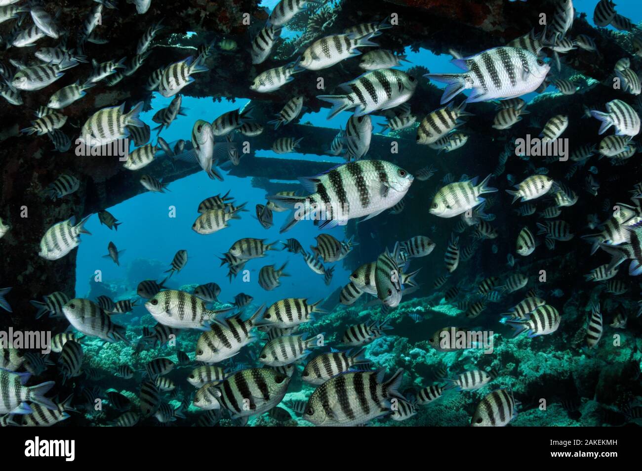 Sergeant major (Abudefduf vaigiensis), shoal on wreck of the Kingston ...