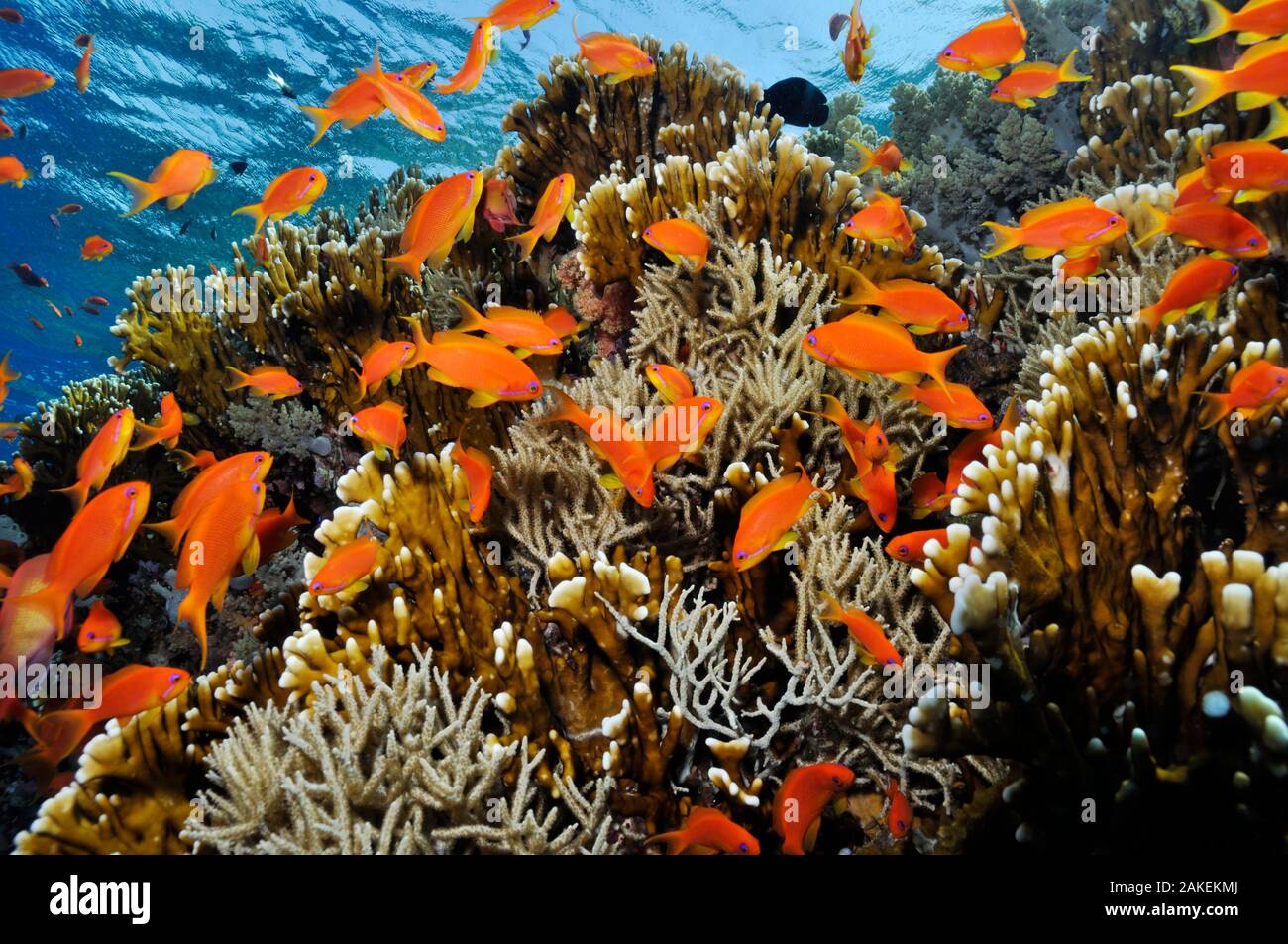 Anthias fish (Pseudanthias squamipinnis), by Fire coral (Millepora ...