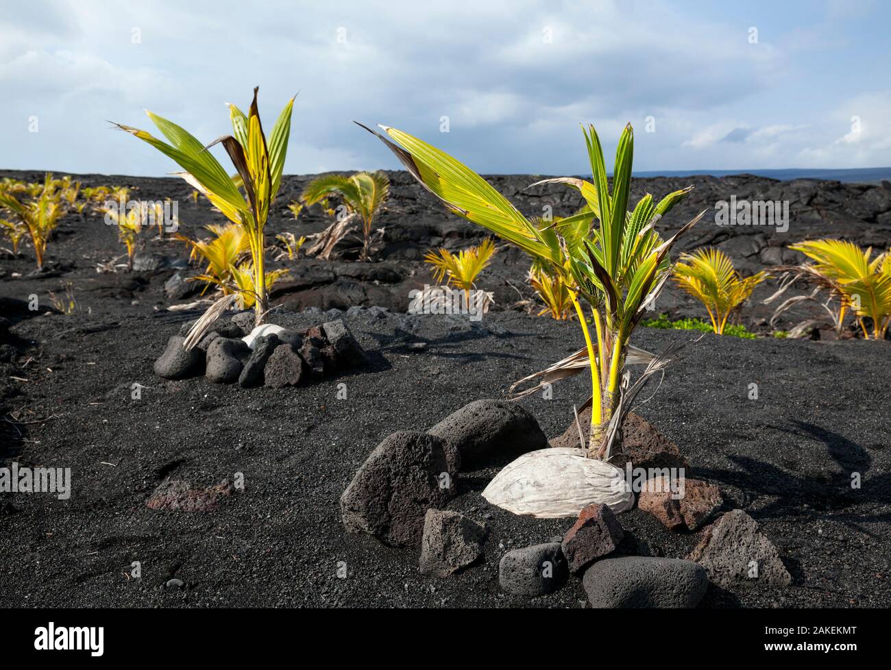 Lava plant plants hi-res stock photography and images - Alamy