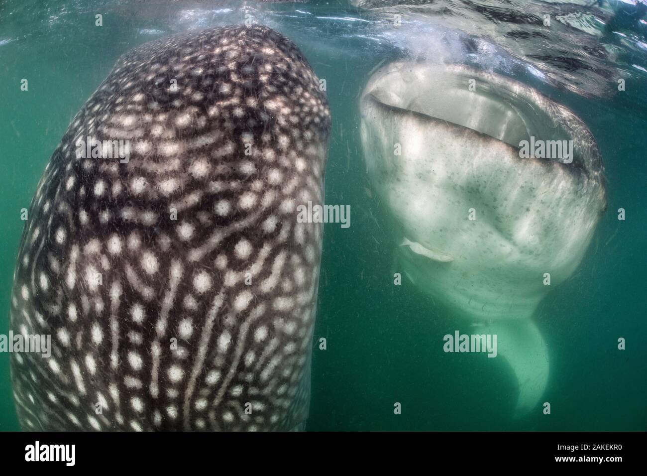 Whale sharks (Rhincodon typus) bottle feeding, by floating stationary ...