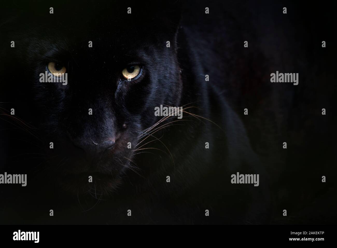 Melanistic leopard hi-res stock photography and images - Alamy