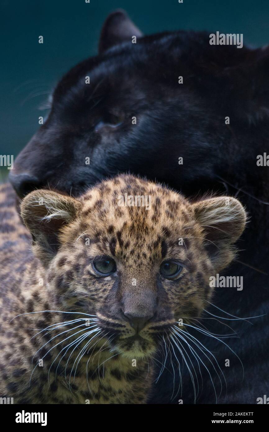 Melanistic leopard hi-res stock photography and images - Alamy