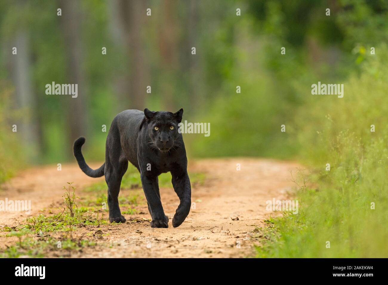 Melanistic leopard / Black panther (Panthera pardus) on territorial ...