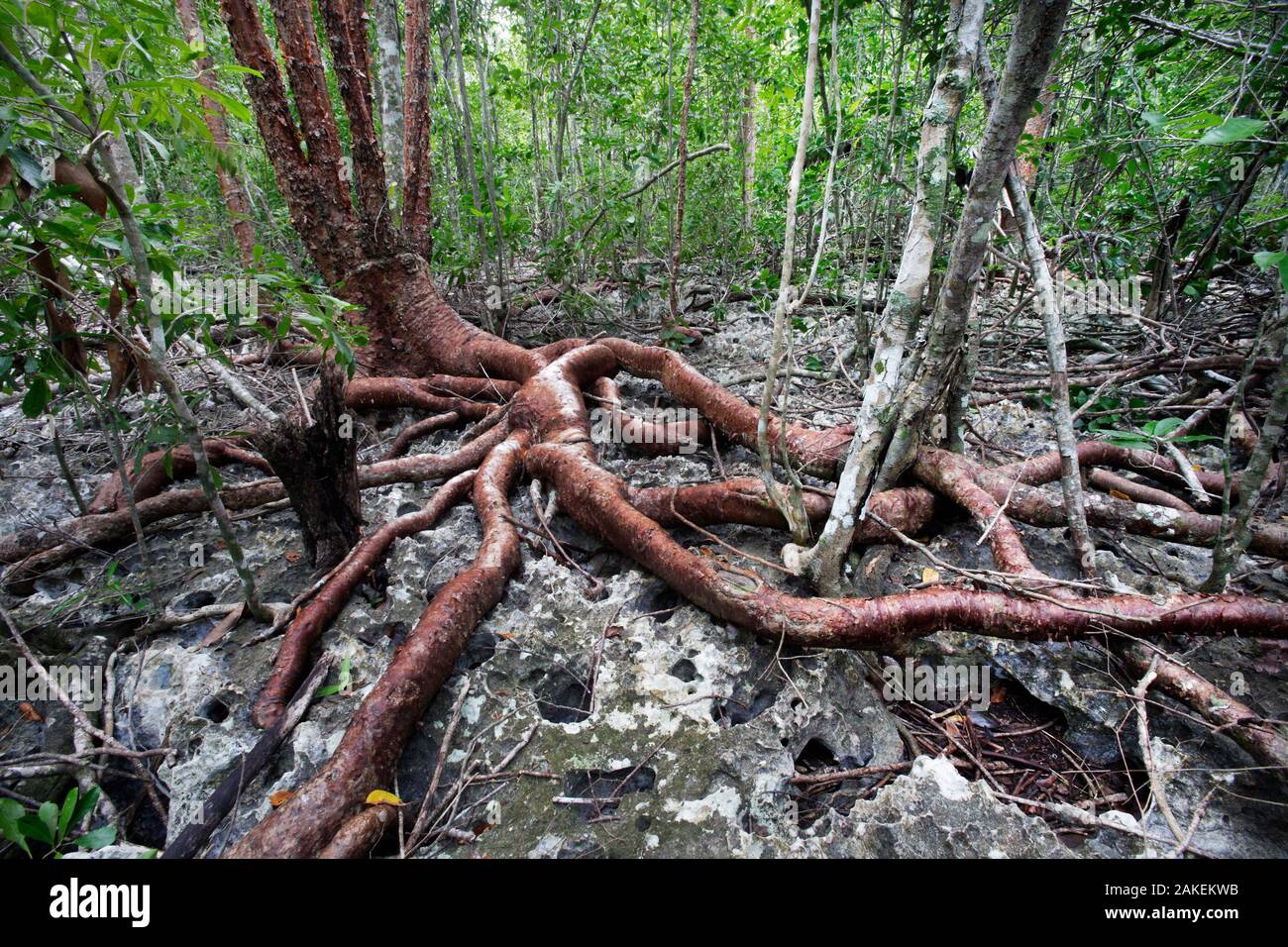 Gumbo limbo tree hi-res stock photography and images - Alamy