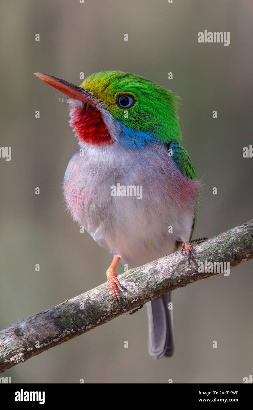 Cuban Tody (Todus multicolor) perched, Cuba. Endemic Stock Photo - Alamy