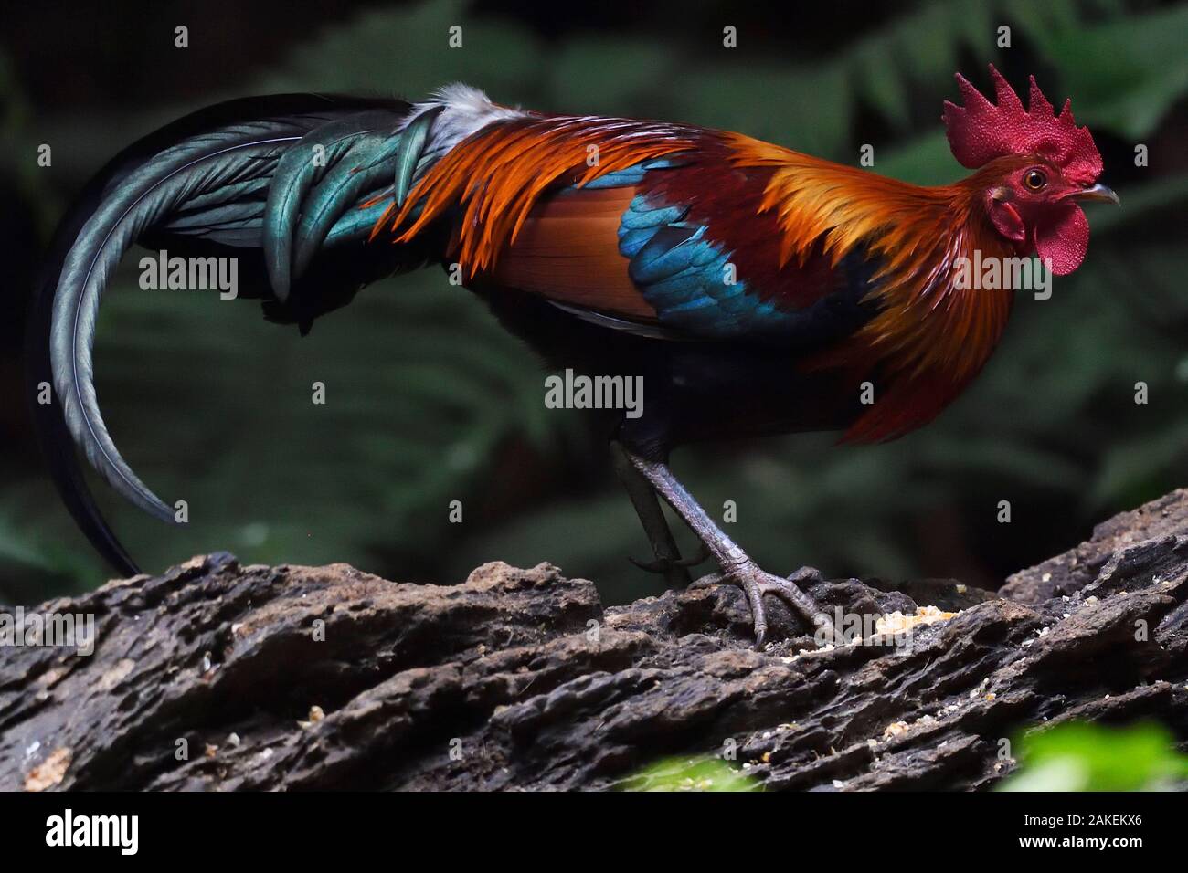 Red jungle fowl rooster hi-res stock photography and images - Alamy