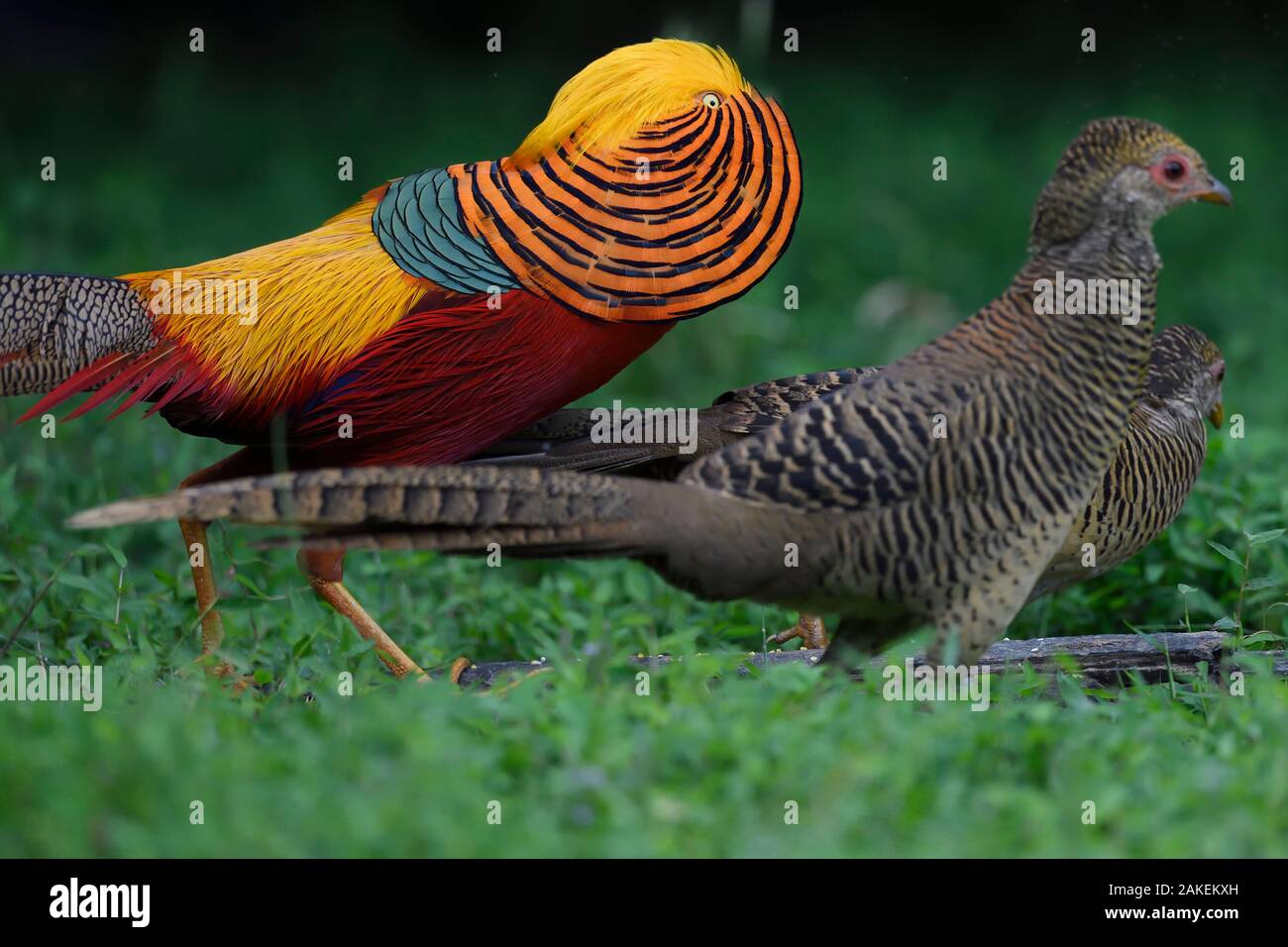 China pheasants hi-res stock photography and images - Alamy