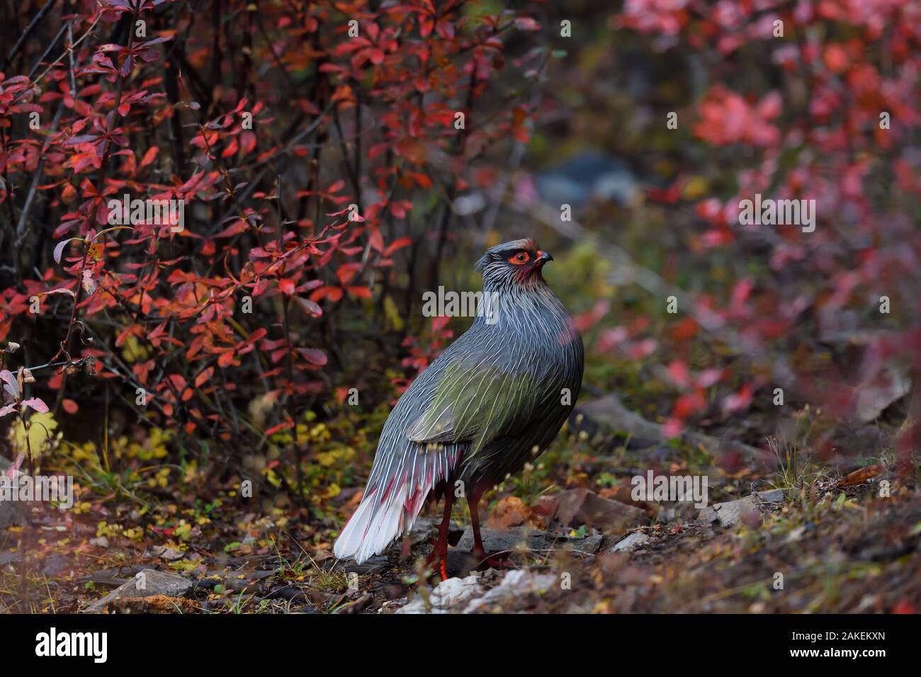 Blood pheasant ithaginis cruentus hi-res stock photography and images ...