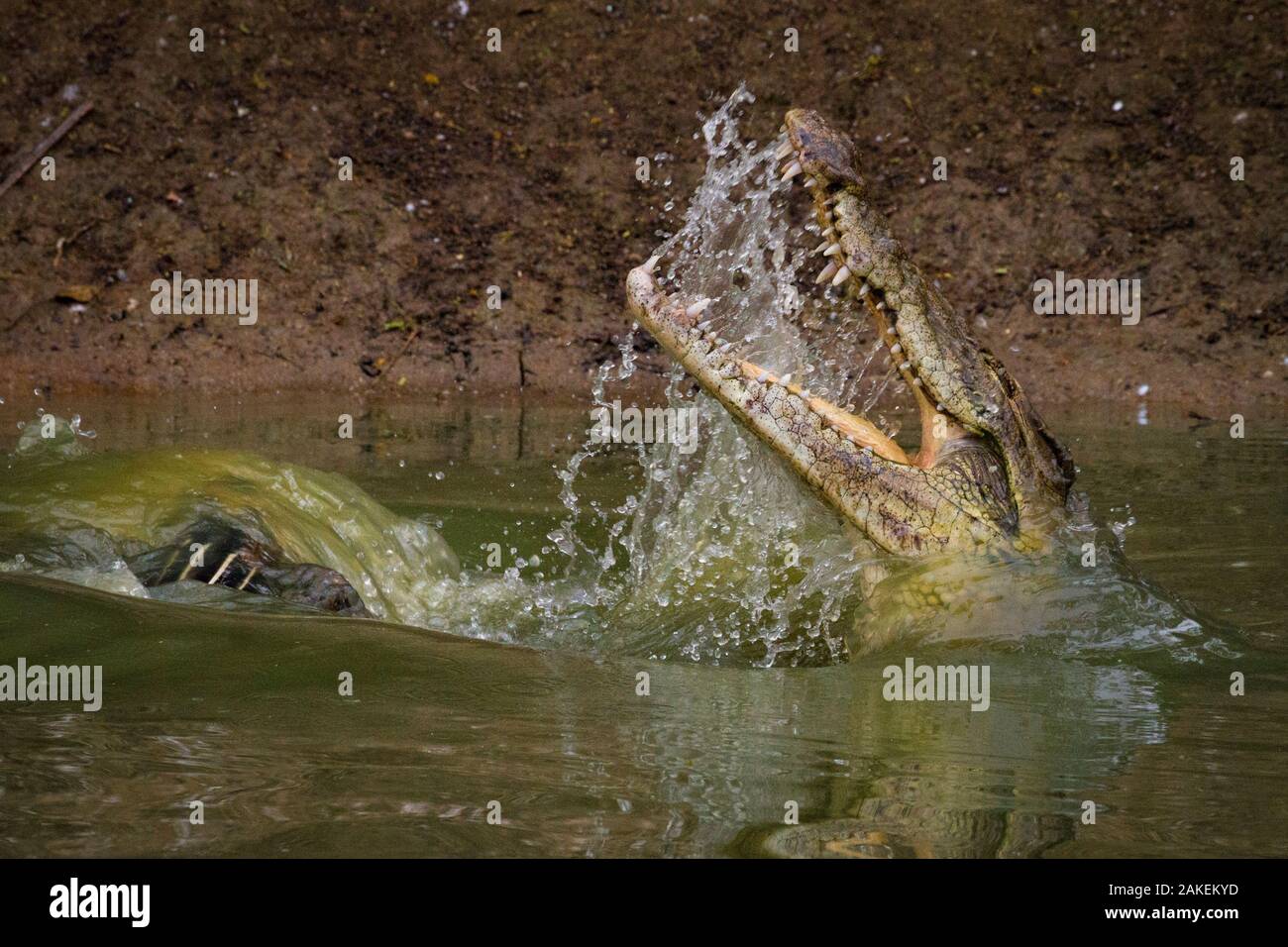 Bird of prey with smaller bird hi-res stock photography and images - Alamy