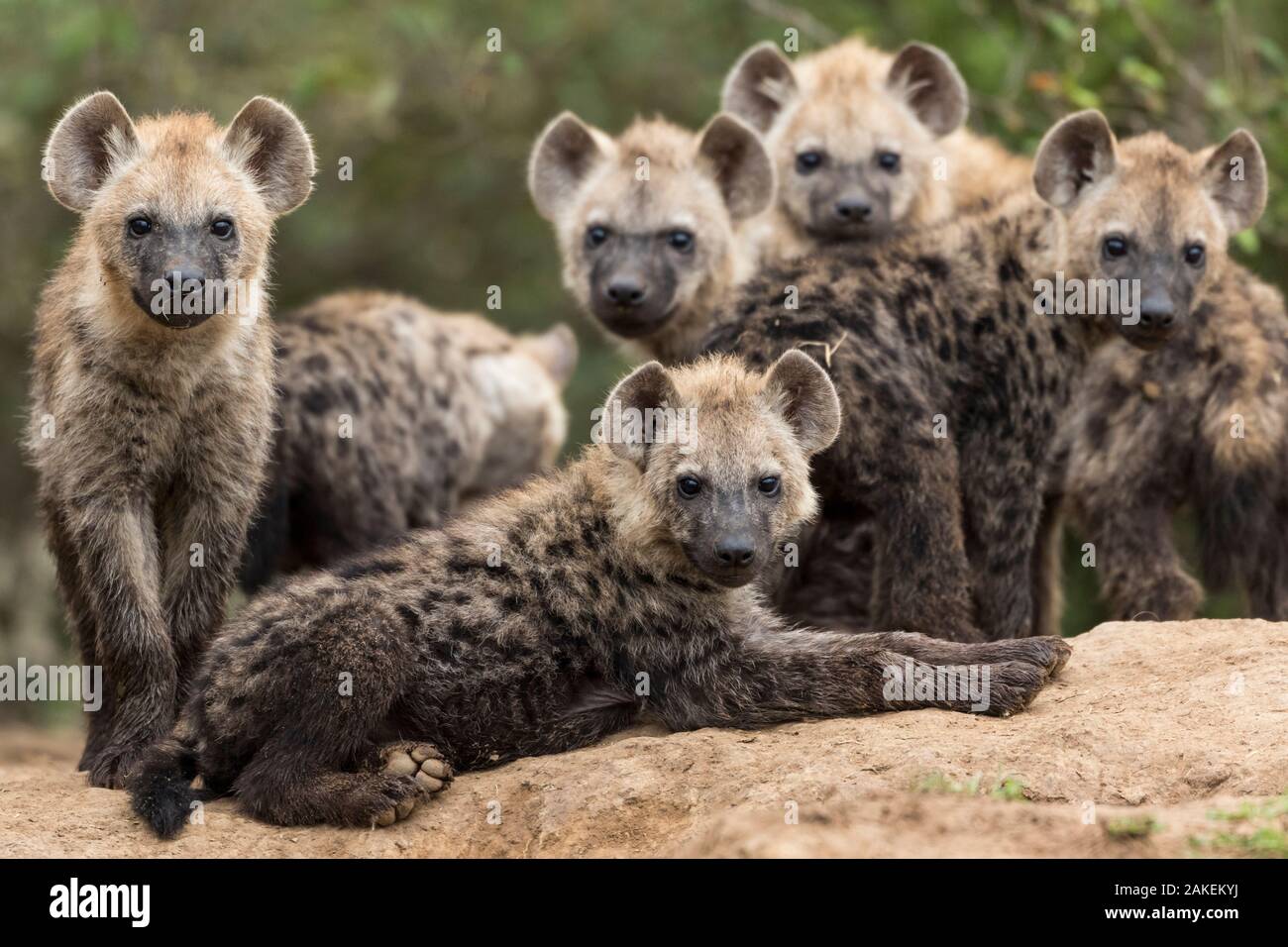 Spotted hyena (Crocuta crocuta), cubs together by den, Masai-Mara Game ...