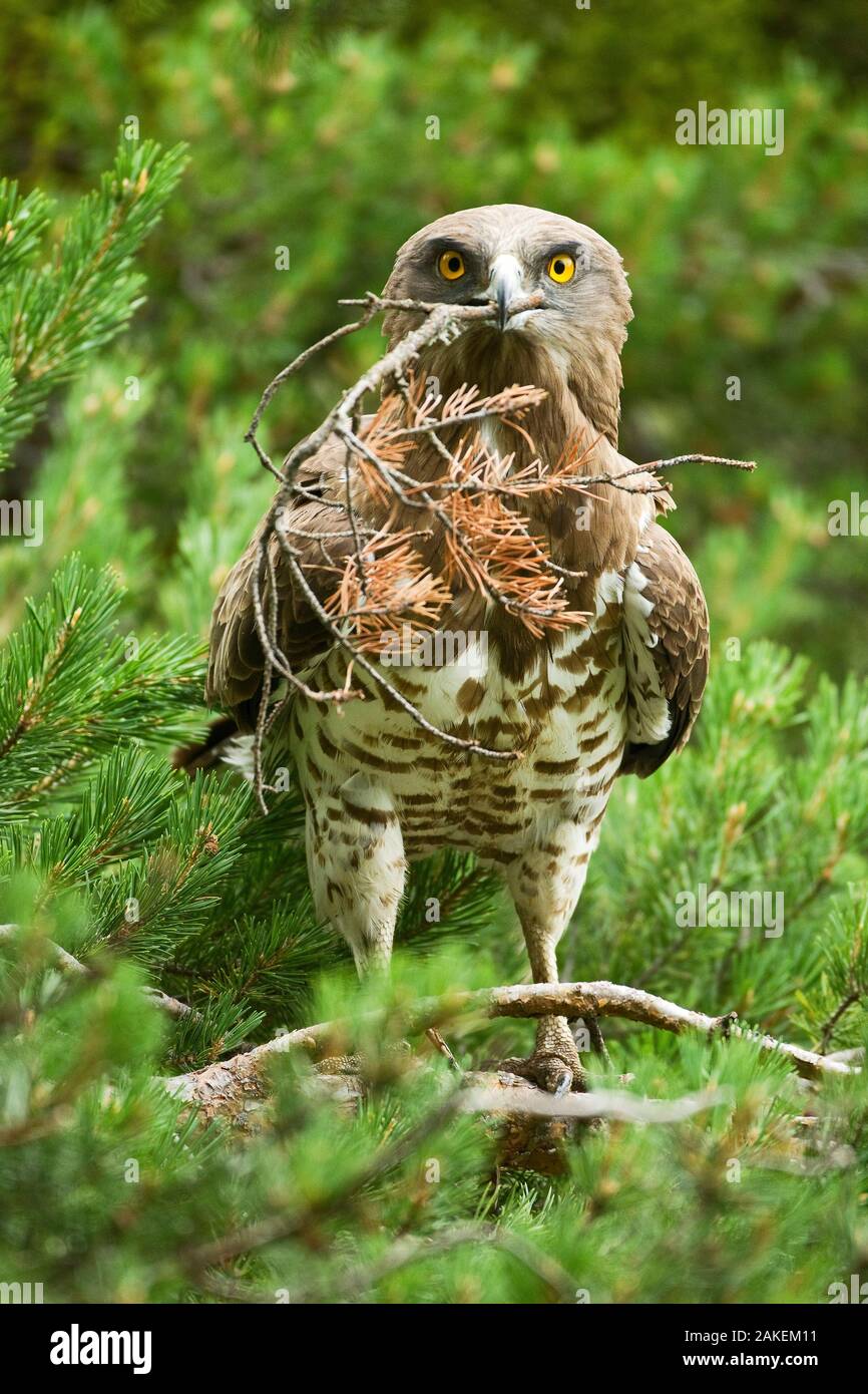 Circaetus gallicus nest hi-res stock photography and images - Alamy
