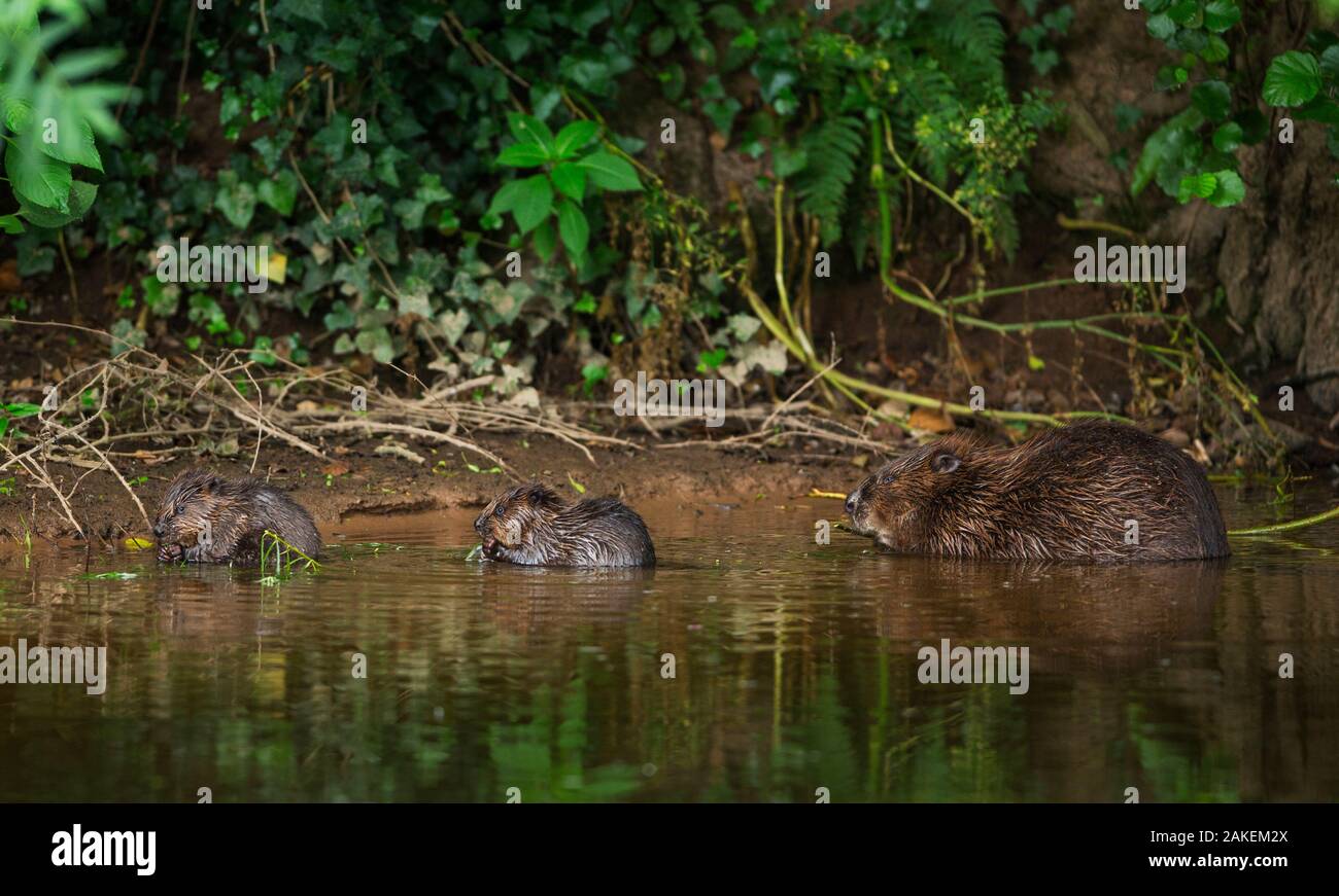 Beaver (Castor fibre) female feeding on willow bark with her two kits ...