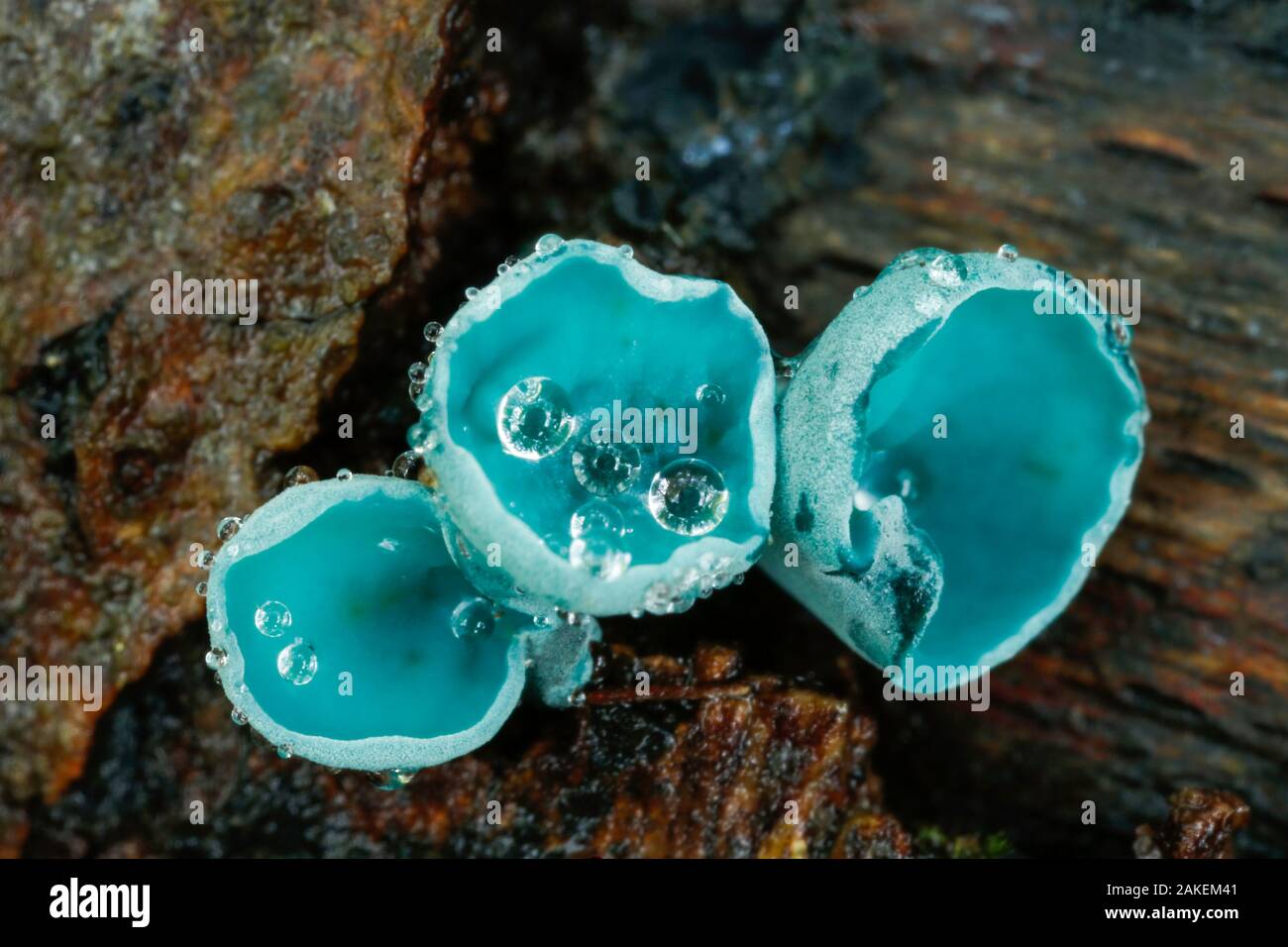 Green elf-cup / wood-cup (Chlorosplenium aeruginascens), New Forest ...