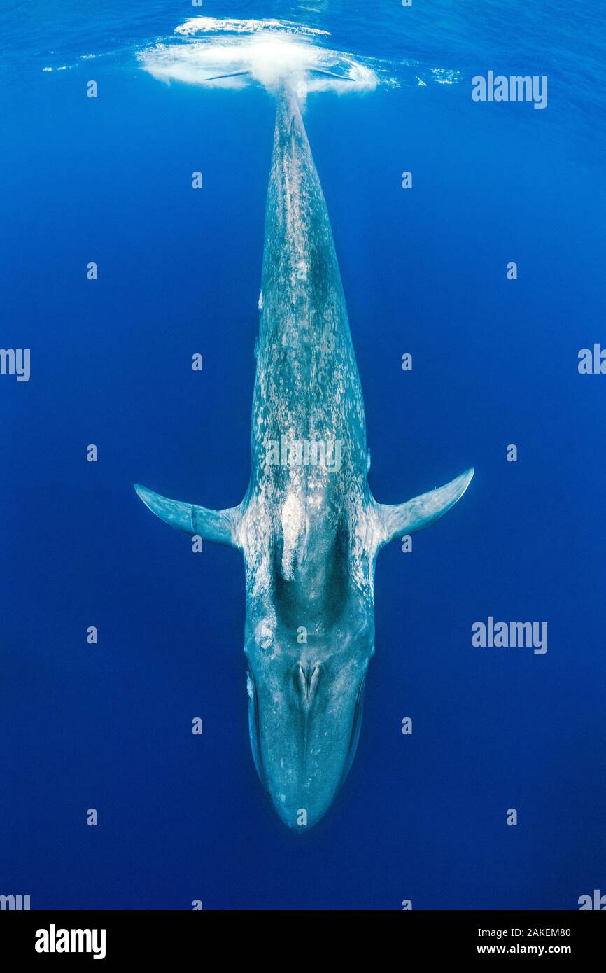 Balaenoptera musculus underwater view hi-res stock photography and ...