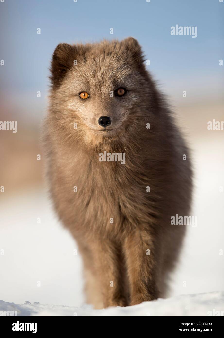 Arctic fox (Alopex lagopus) in the snow, in summer coat, Svalbard ...