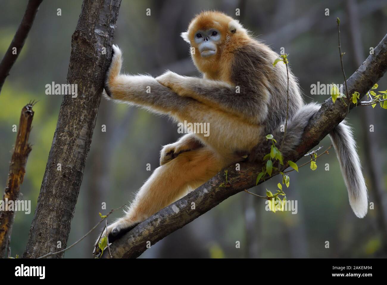 Foping nature reserve hi-res stock photography and images - Alamy