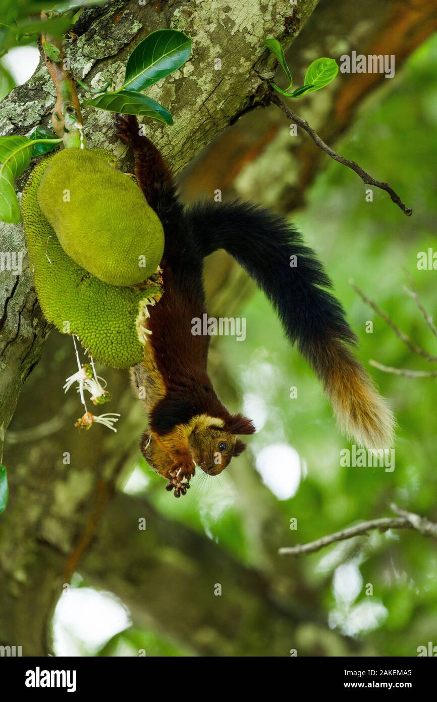 Indian giant squirrel (Ratufa indica) feeding on Jackfruit, Kaziranga ...