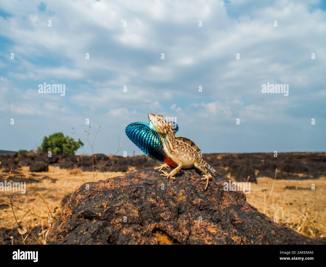 Fan-throated lizard (Sitana ponticeriana) male displaying. Chalkewadi ...
