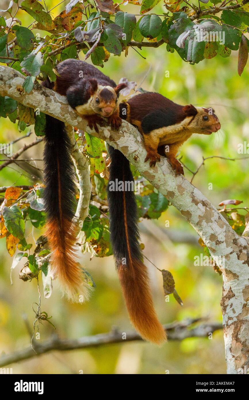 Indian Giant Squirrel What Is A Rainbow Squirrel? BBC Science Focus