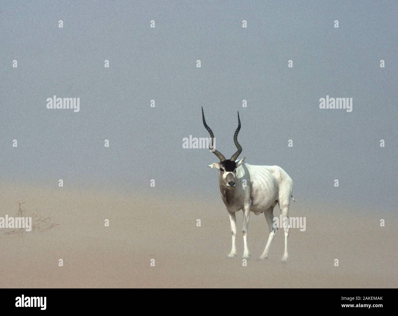 Addax antelope (Addax nasomaculatus) male in sandstorm, Tenere, Sahara ...