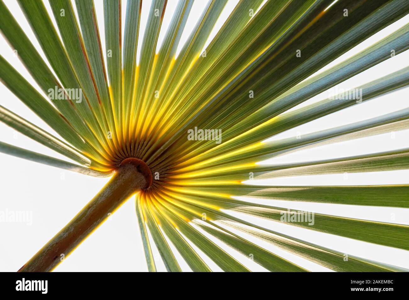 Silver thatch palm hi-res stock photography and images - Alamy