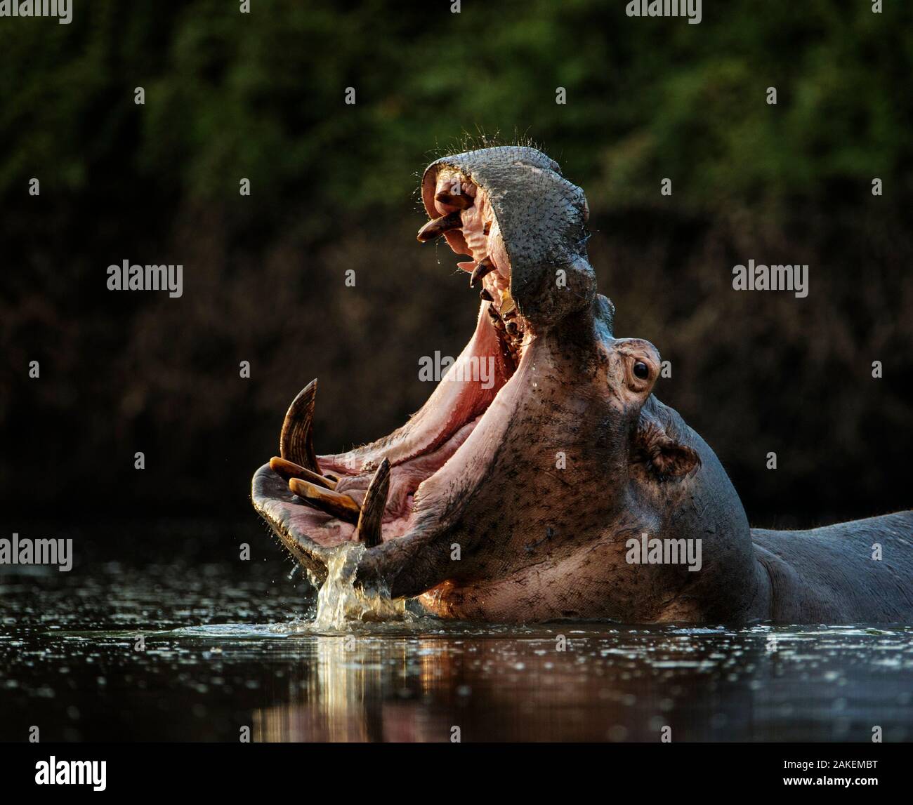 Hippopotamus (Hippopotamus amphibius) in pool with mouth open. Mana ...