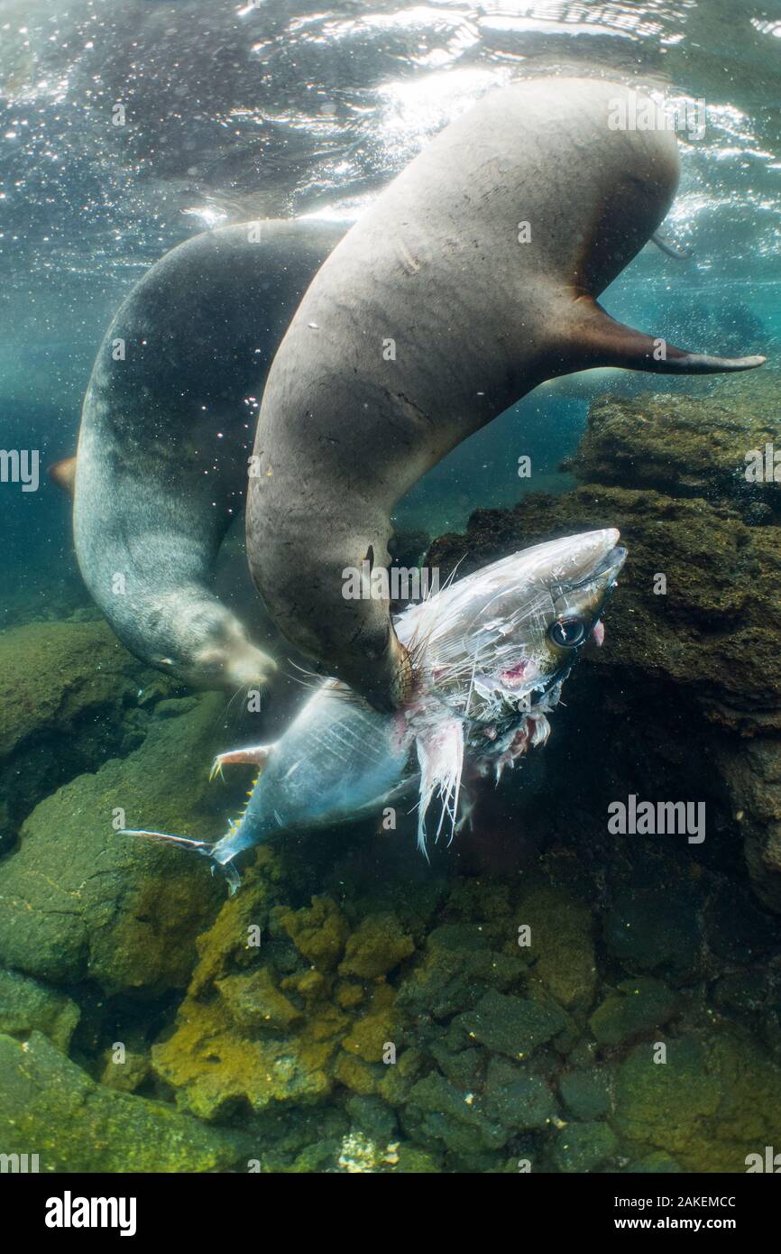 Group of lions hunting hi-res stock photography and images - Alamy