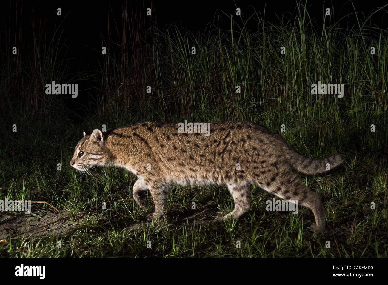 Fishing cat (Prionailurus viverrinus) walking along a path, Dudhwa ...