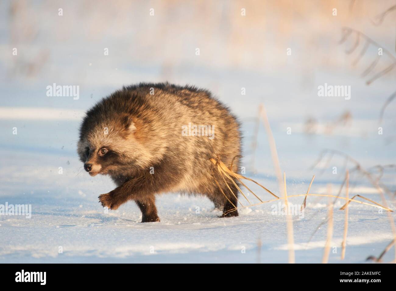 Raccoon dog (Nycterentes procyonoides) walking across snow, Vladivostok ...