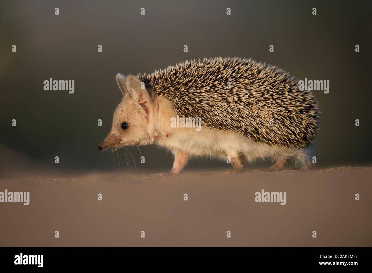 Long eared hedgehog hemiechinus hi-res stock photography and images - Alamy