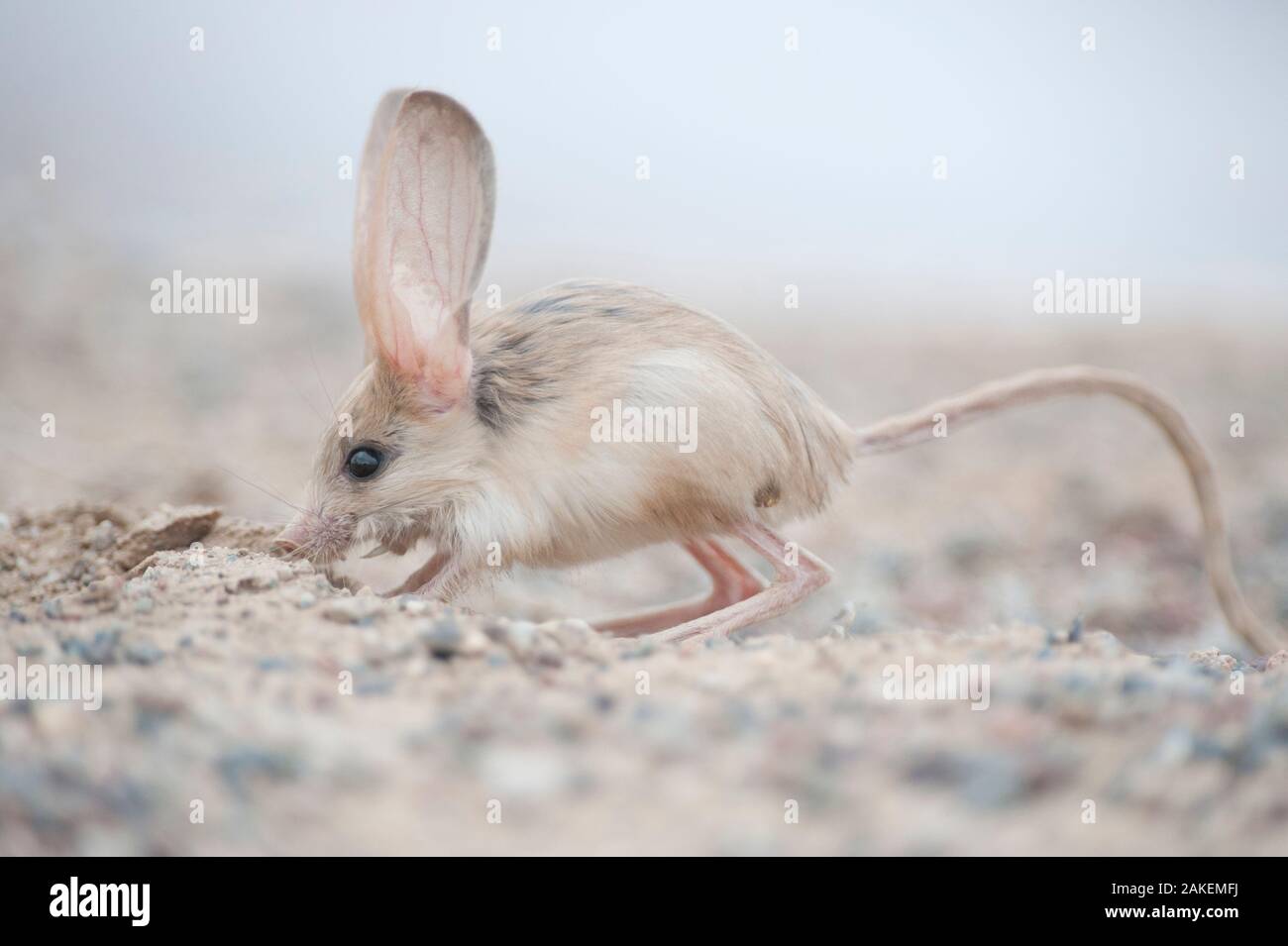 Long eared jerboa hi-res stock photography and images - Alamy