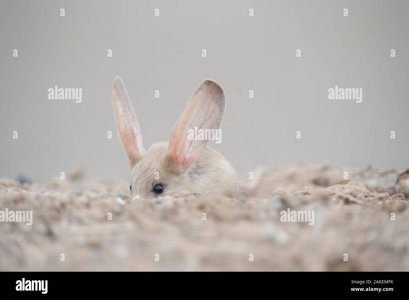Long eared jerboa hi-res stock photography and images - Alamy