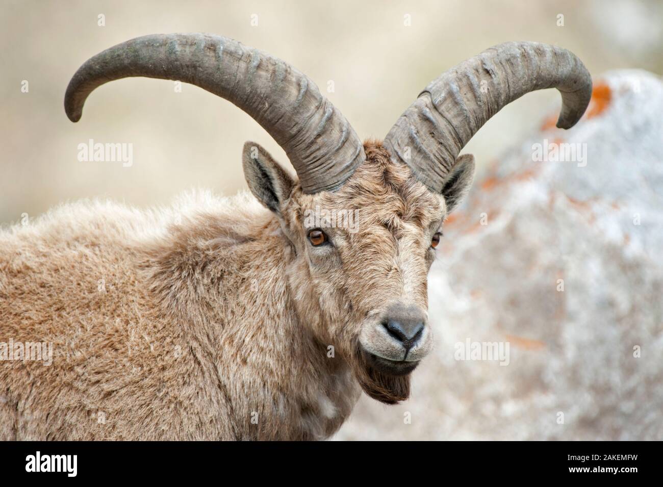 East Caucasian tur (Capra cylindricornis) portrait, Caucasus, Russia ...