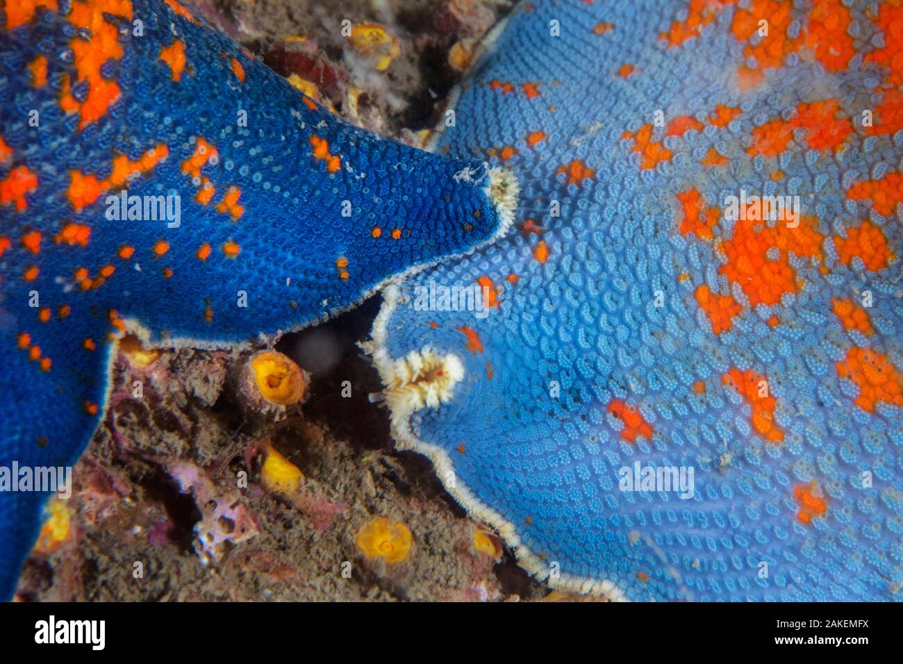 Blue bat star (Patiria pectinifera). Bohai Sea, Yellow Sea. Penglai ...