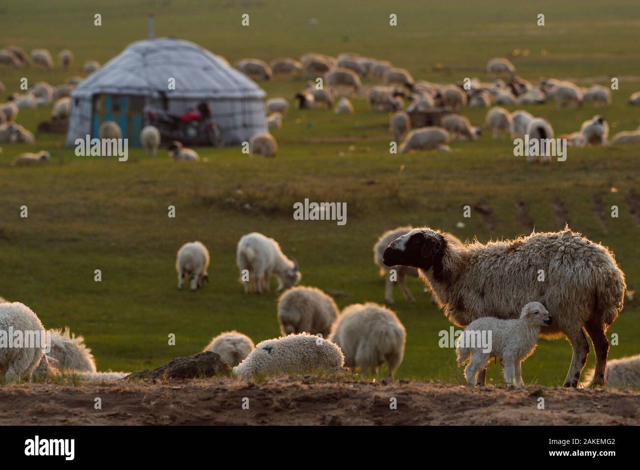 Mongolian sheep herder hi-res stock photography and images - Alamy