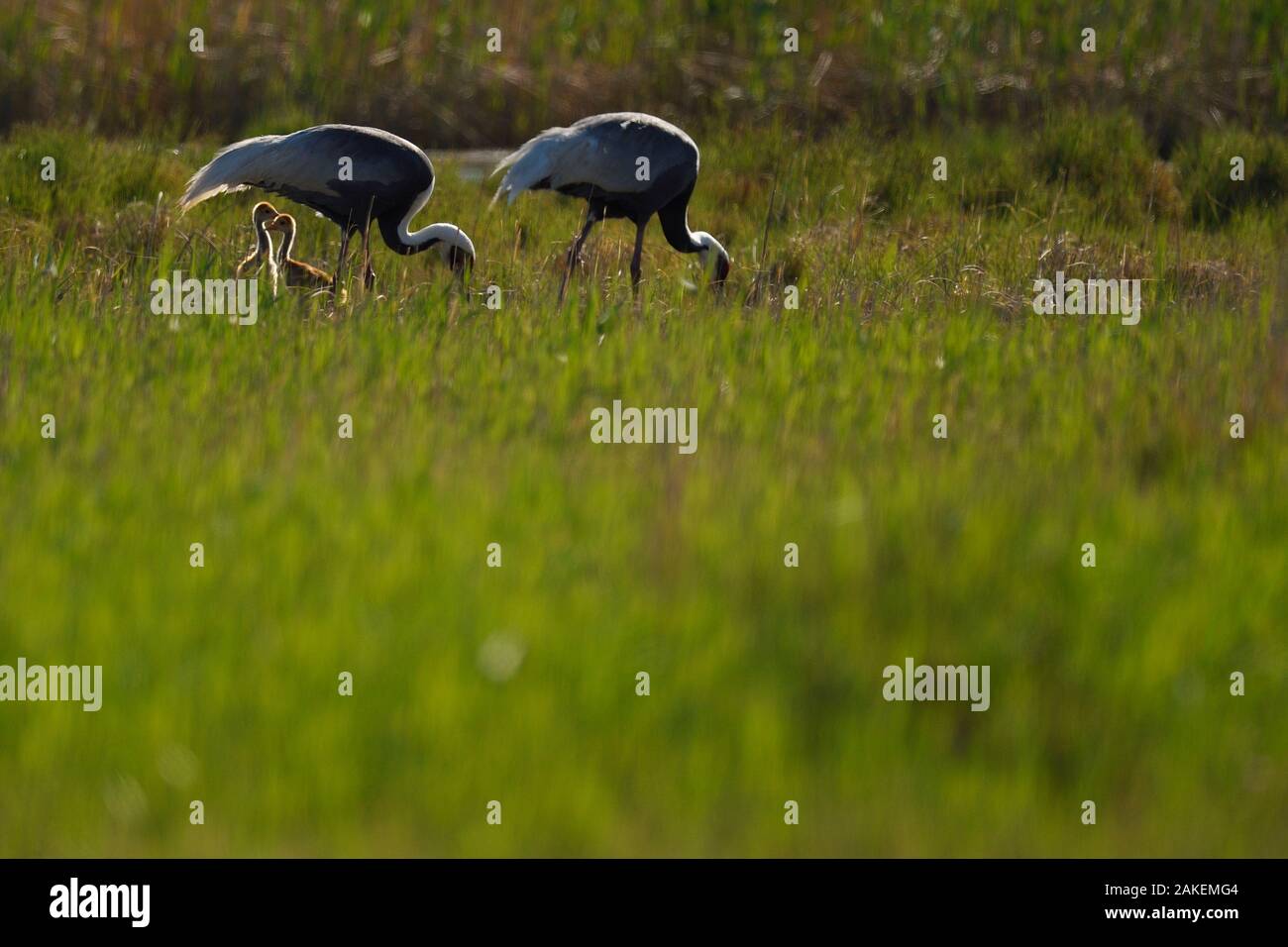 Japanese white naped crane hi-res stock photography and images - Alamy