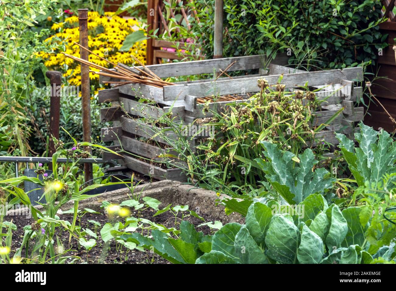 Wooden composter bin in vegetable garden compost Allotment plot plants ...
