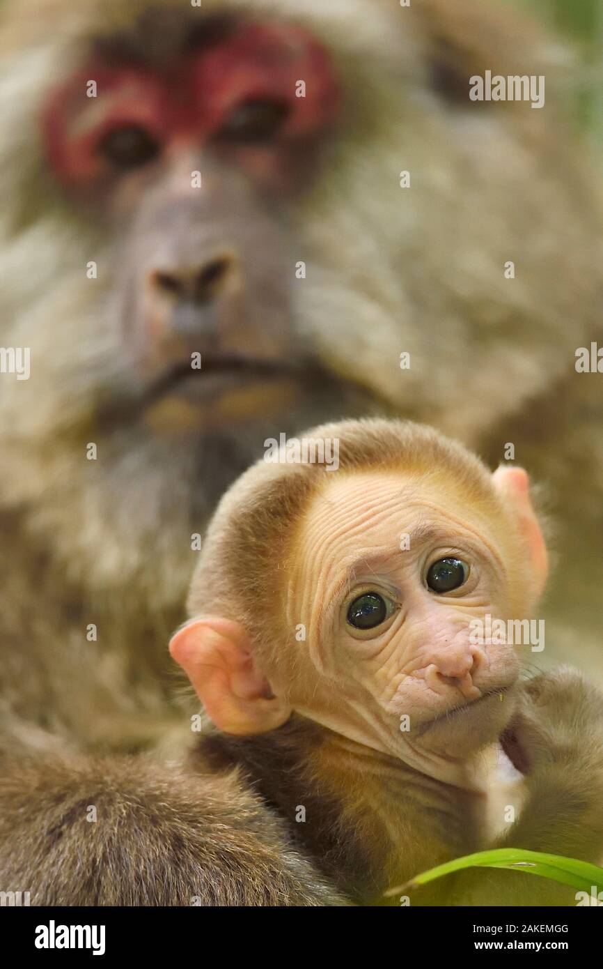 Tibetan macaque (Macaca thibetana) female with baby, Tangjiahe National ...
