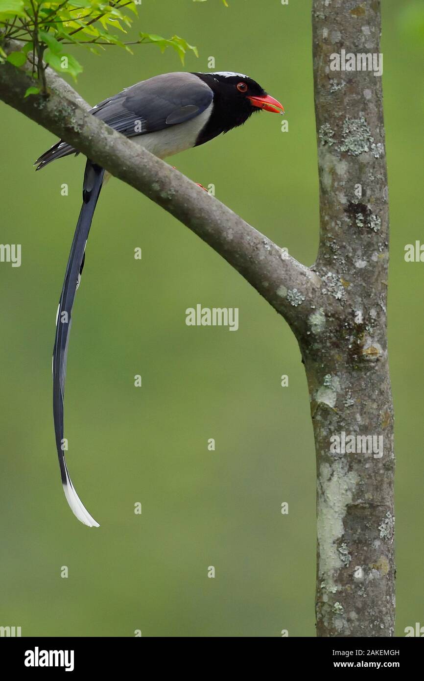 Red-billed blue magpie (Urocissa erythrorhyncha) perched on branch ...