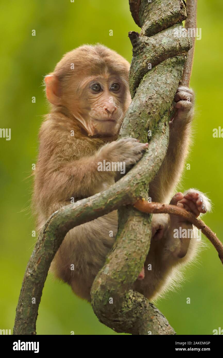 Short tailed macaque hi-res stock photography and images - Alamy