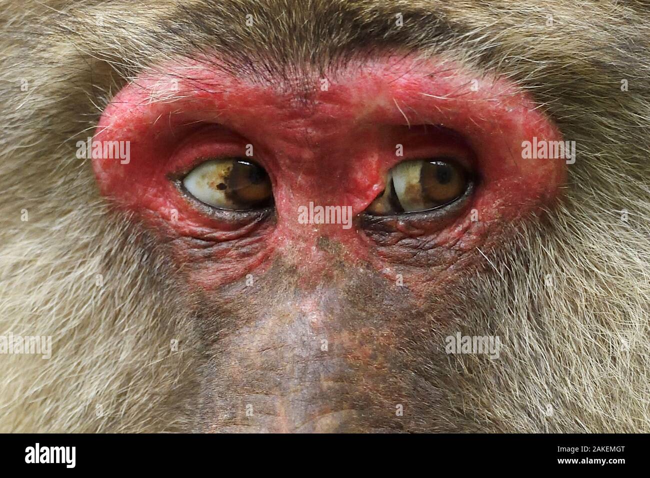 Short tailed macaque hi-res stock photography and images - Alamy