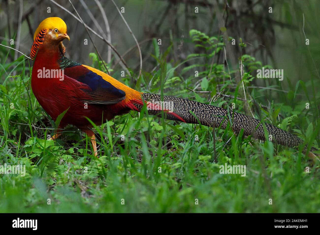 Chrysolophus pictus hi-res stock photography and images - Alamy